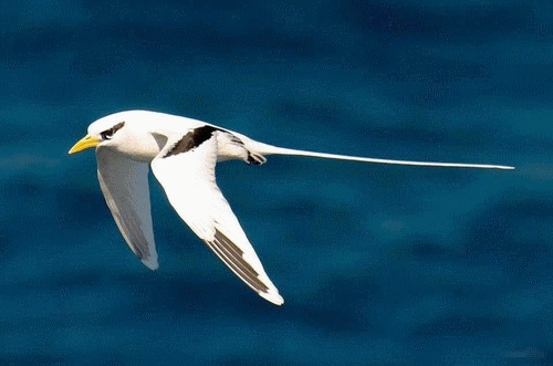 Superbe paille en queue